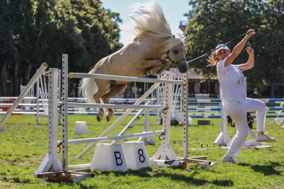 Championnat de France du Cheval Miniature - Vichy économie, agence de ...